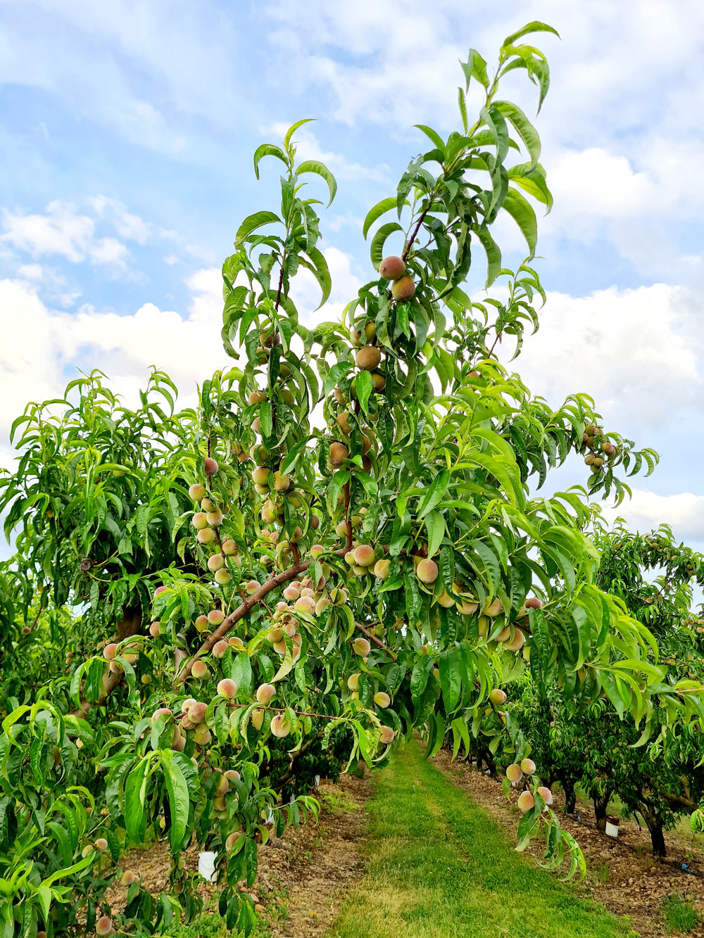 Arbres fruitiers – Pépinière Bourgeons d'Ici